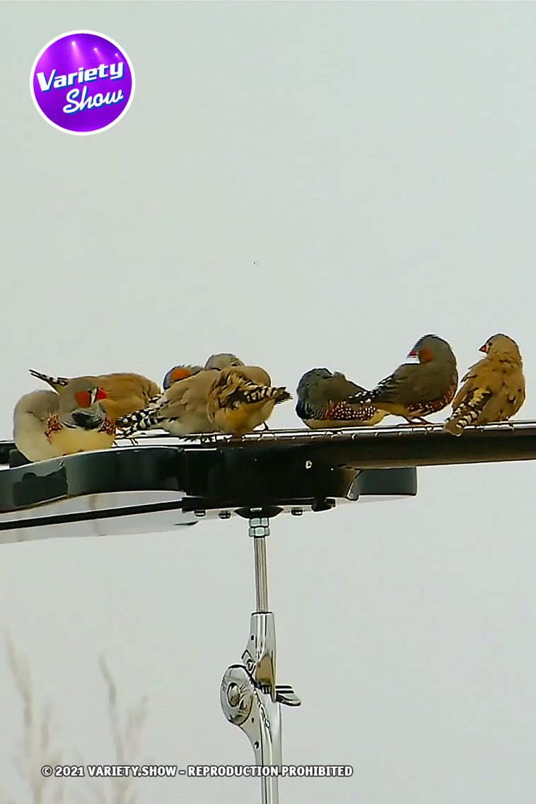 70 tiny birds play electric guitars (you read that right) – Variety Show